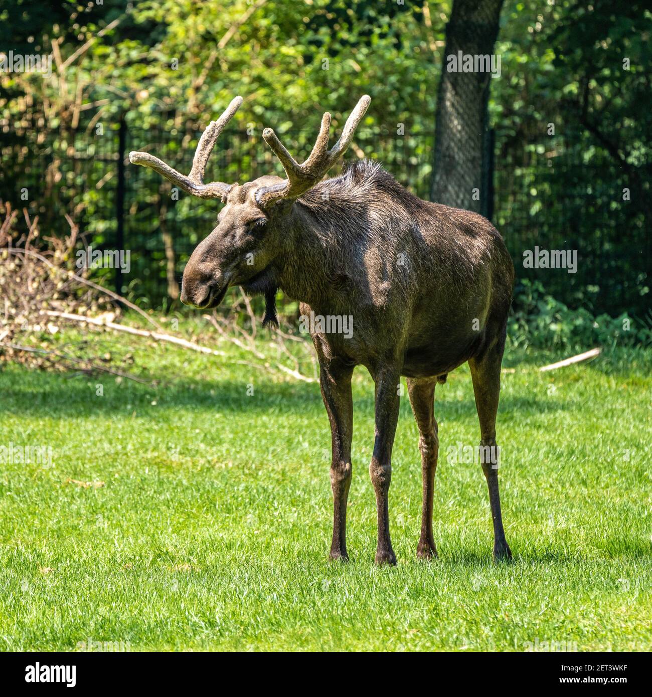 European Moose, Alces alces, also known as the elk. Wild life animal ...