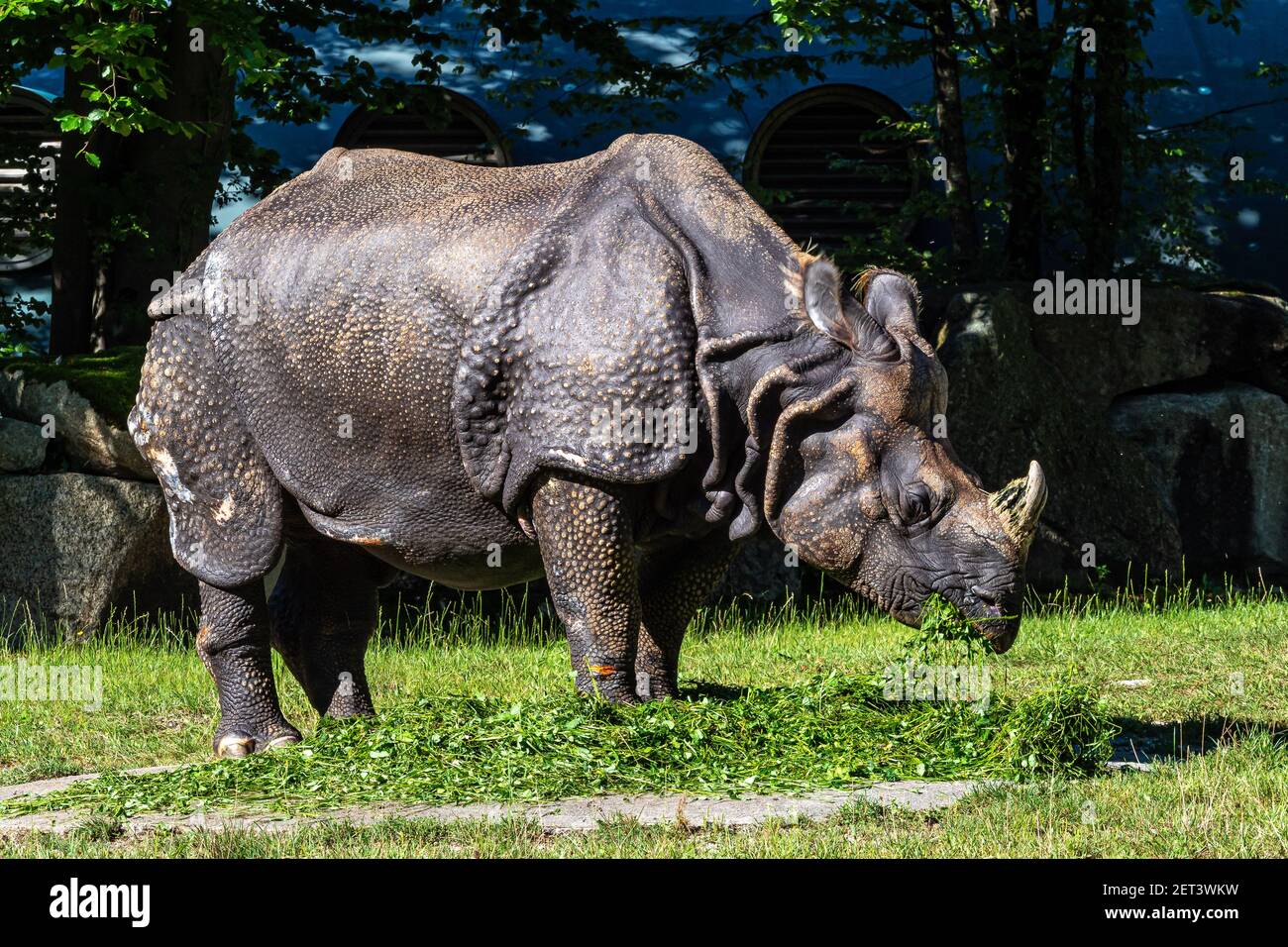 The Indian Rhinoceros, Rhinoceros unicornis is also called Greater One ...