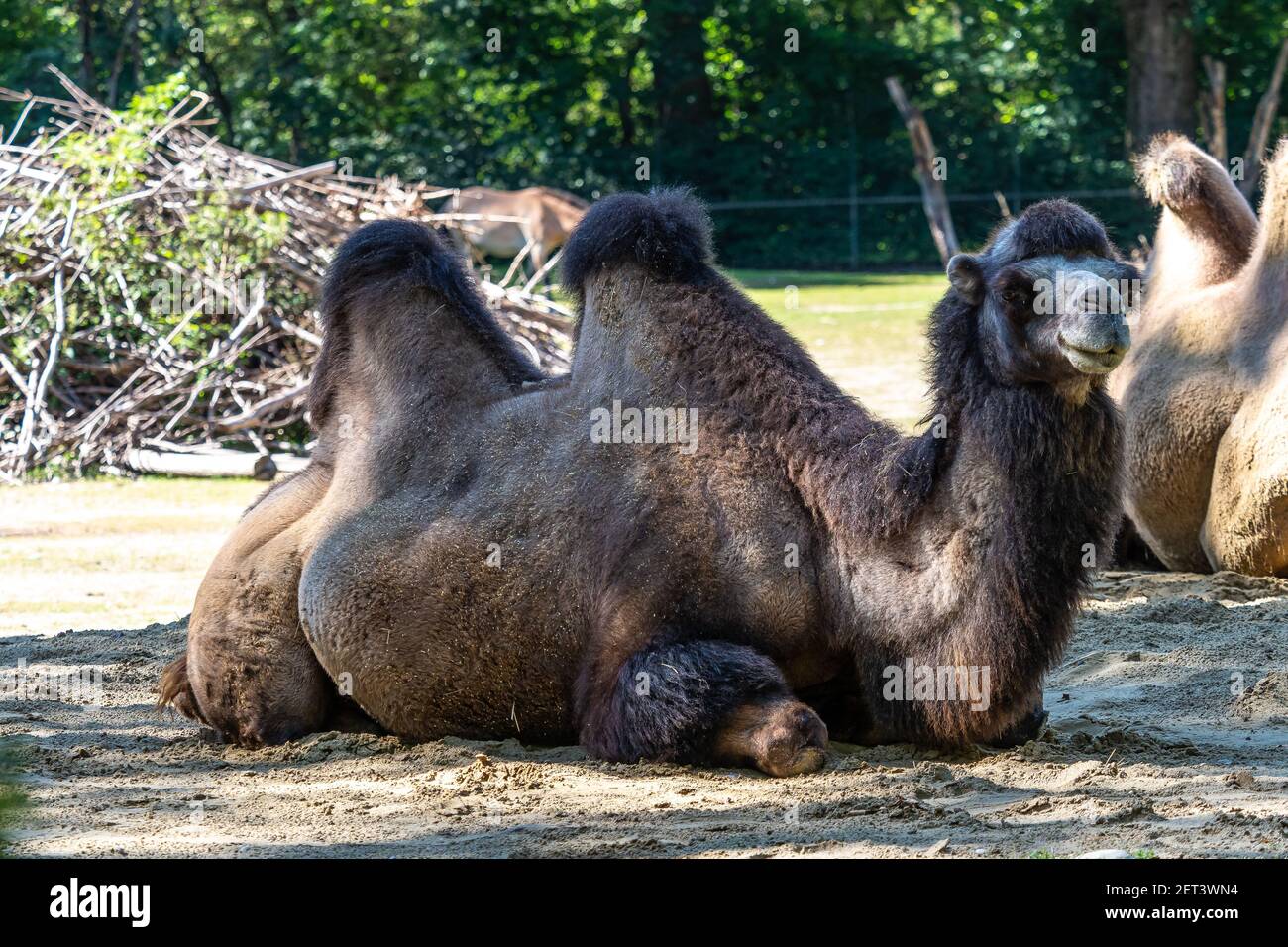 The Bactrian camels, Camelus bactrianus is a large, even-toed ungulate ...