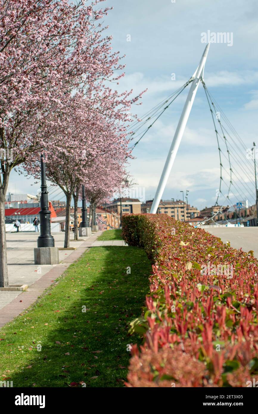 Pink flowering plum trees,red photinia fraseri bush hedge and modern ...