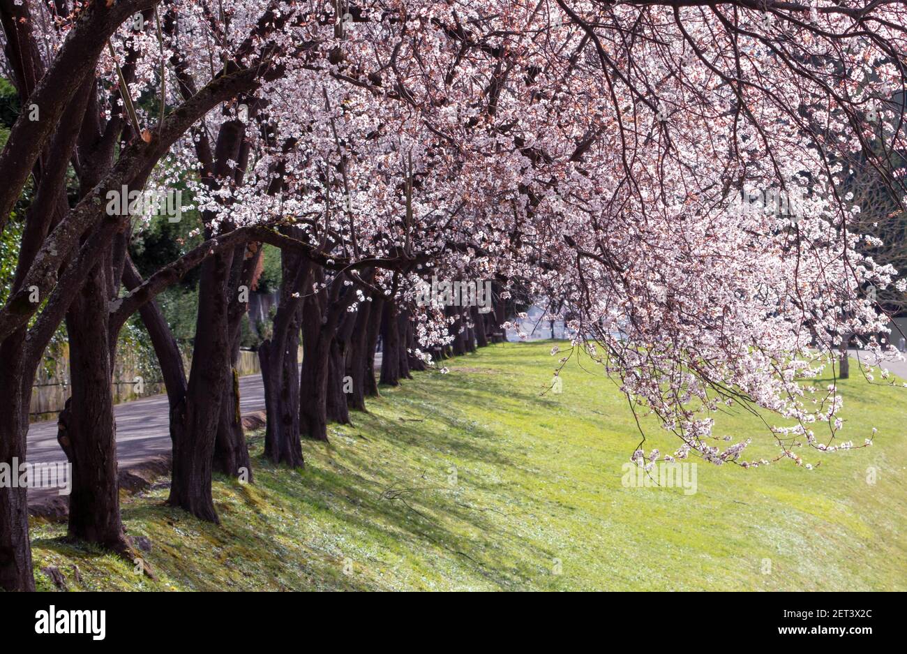 Pink flowering plum trees alley in the park. Spring landscape Stock ...