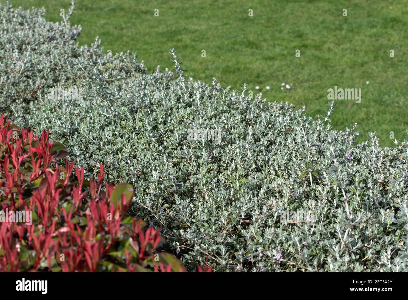 Photinia fraseri and shrubby germander bush hedges. Red tips of ...