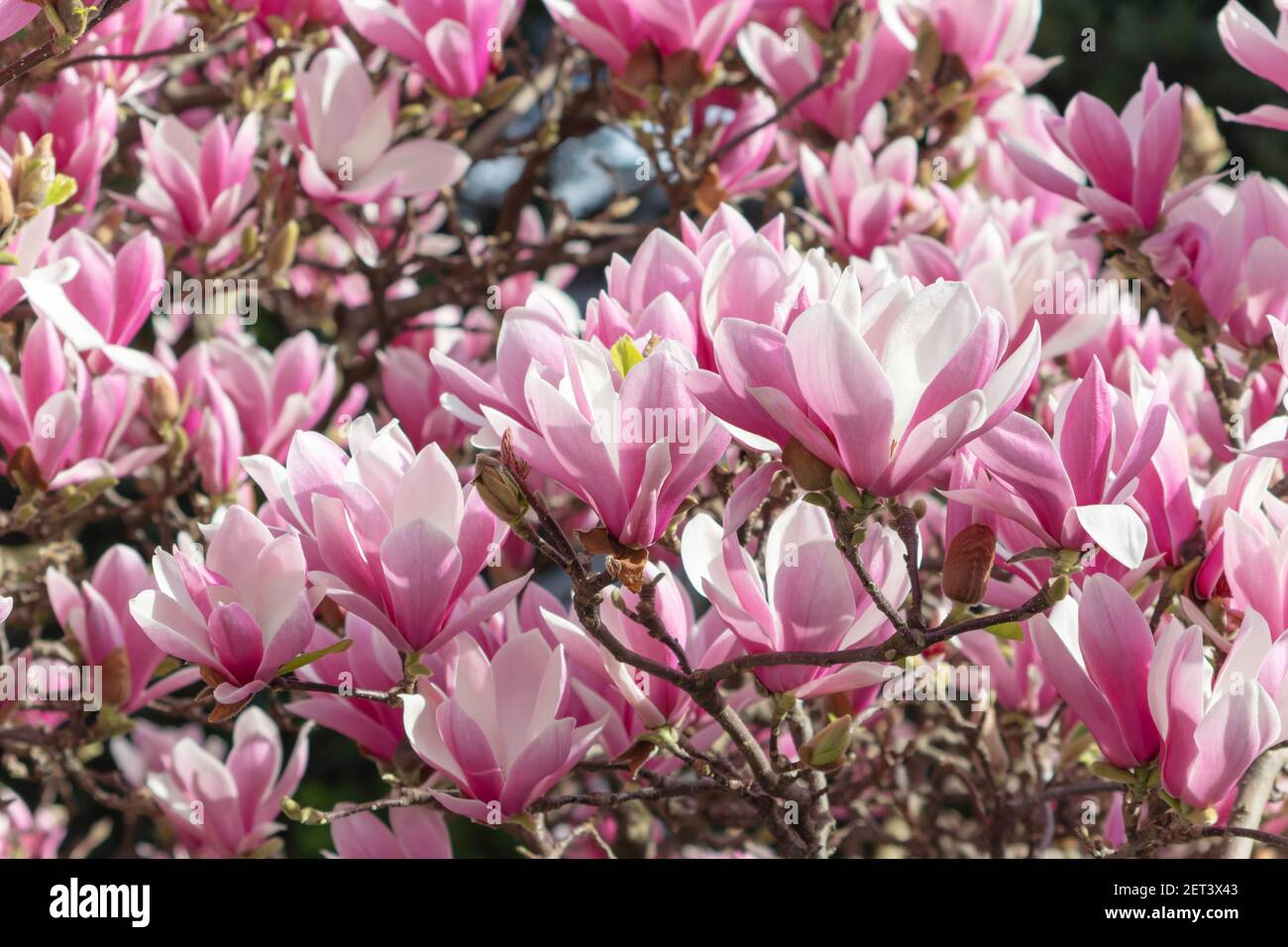 Lily magnolia in full bloom hi-res stock photography and images - Alamy