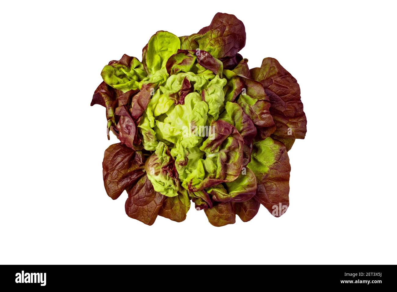 Purple lettuce hi-res stock photography and images - Alamy