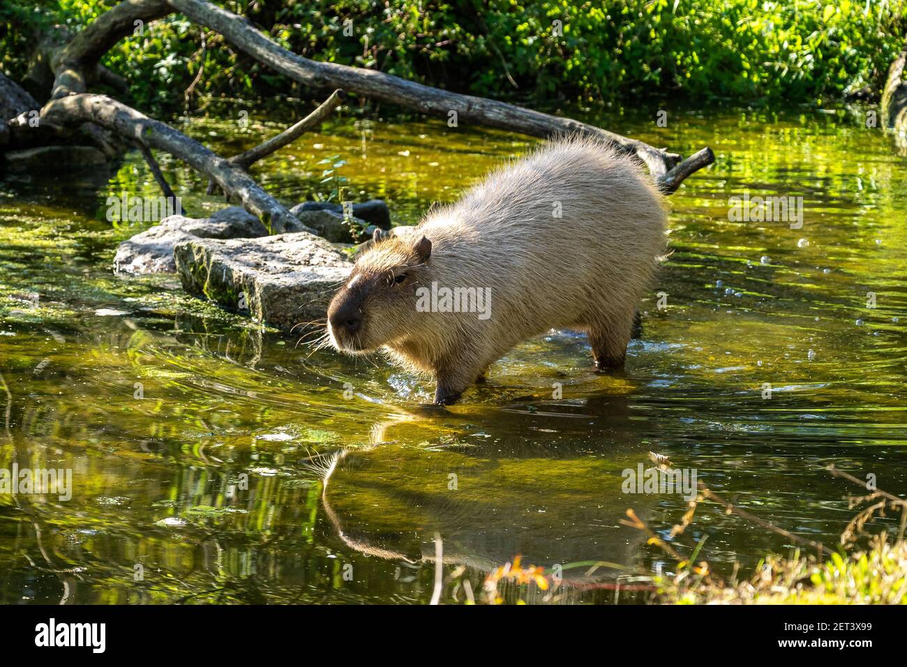 The capybara, Hydrochoerus hydrochaeris is a mammal native to South ...