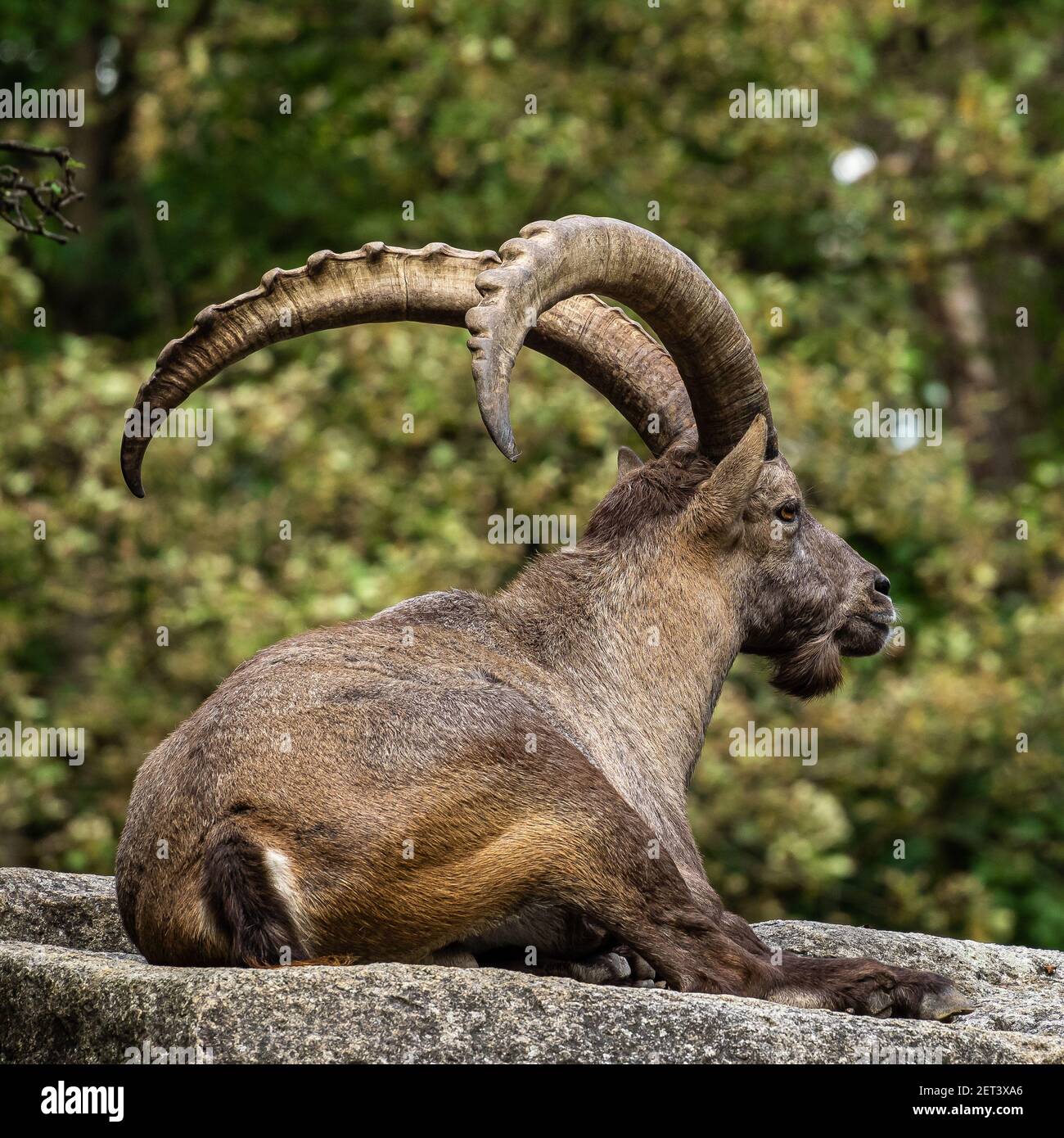 Male mountain ibex - capra ibex in the zoo Stock Photo - Alamy