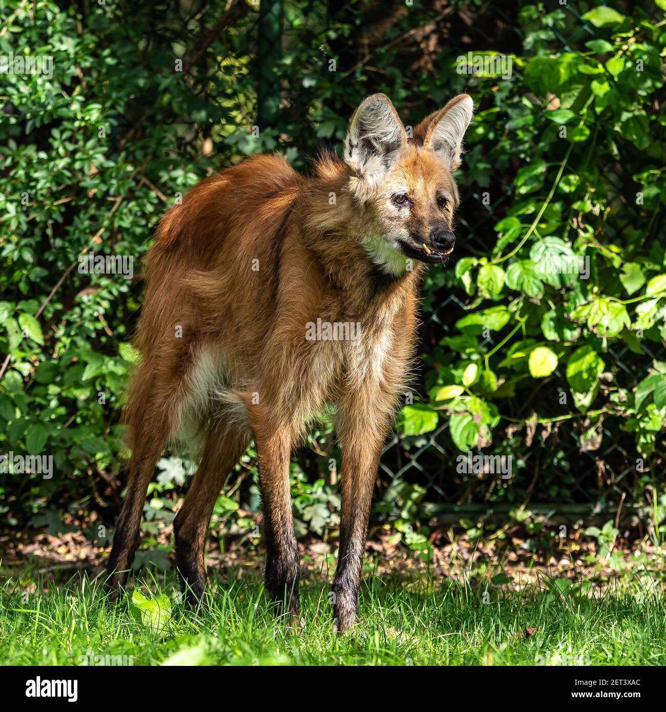 The Maned Wolf, Chrysocyon brachyurus is the largest canid of South America. This mammal lives ...