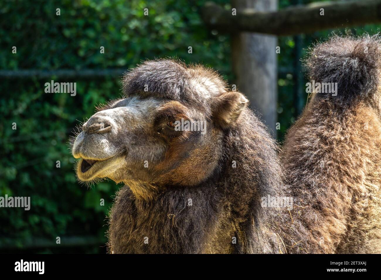 The Bactrian camels, Camelus bactrianus is a large, even-toed ungulate ...