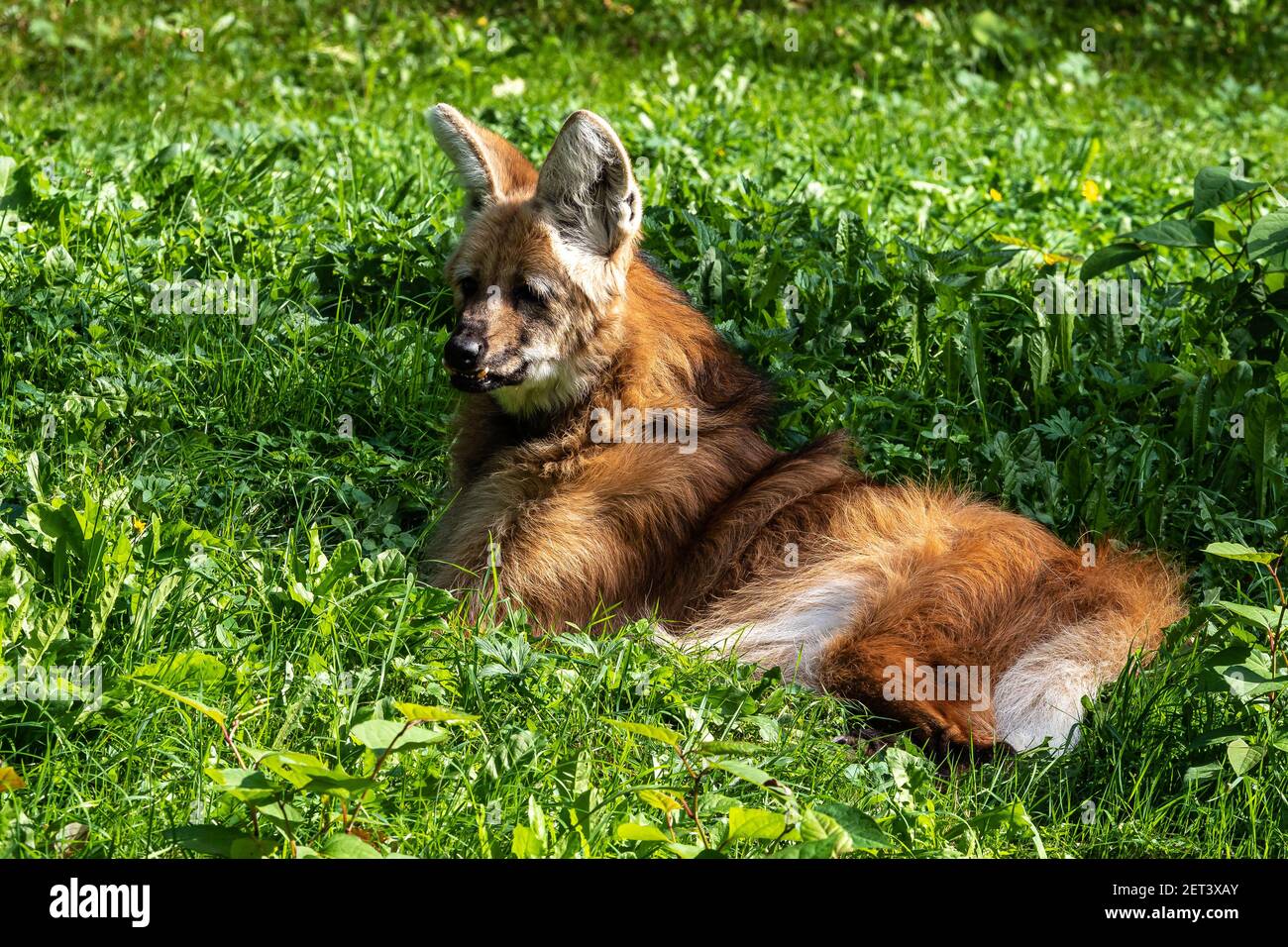 The Maned Wolf, Chrysocyon brachyurus is the largest canid of South America. This mammal lives ...