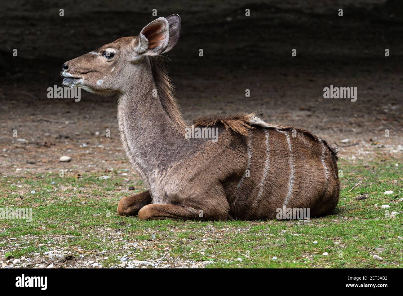 The common eland, Taurotragus oryx also known as the southern eland or ...