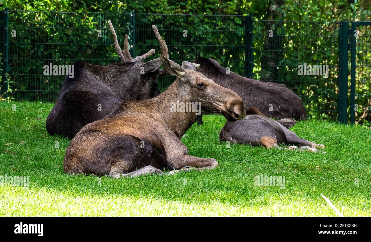 European Moose, Alces alces, also known as the elk. Wild life animal ...