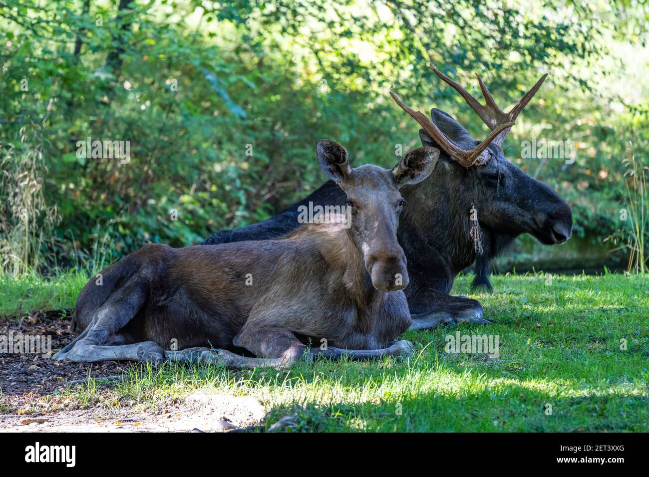 European Moose, Alces alces, also known as the elk. Wild life animal ...