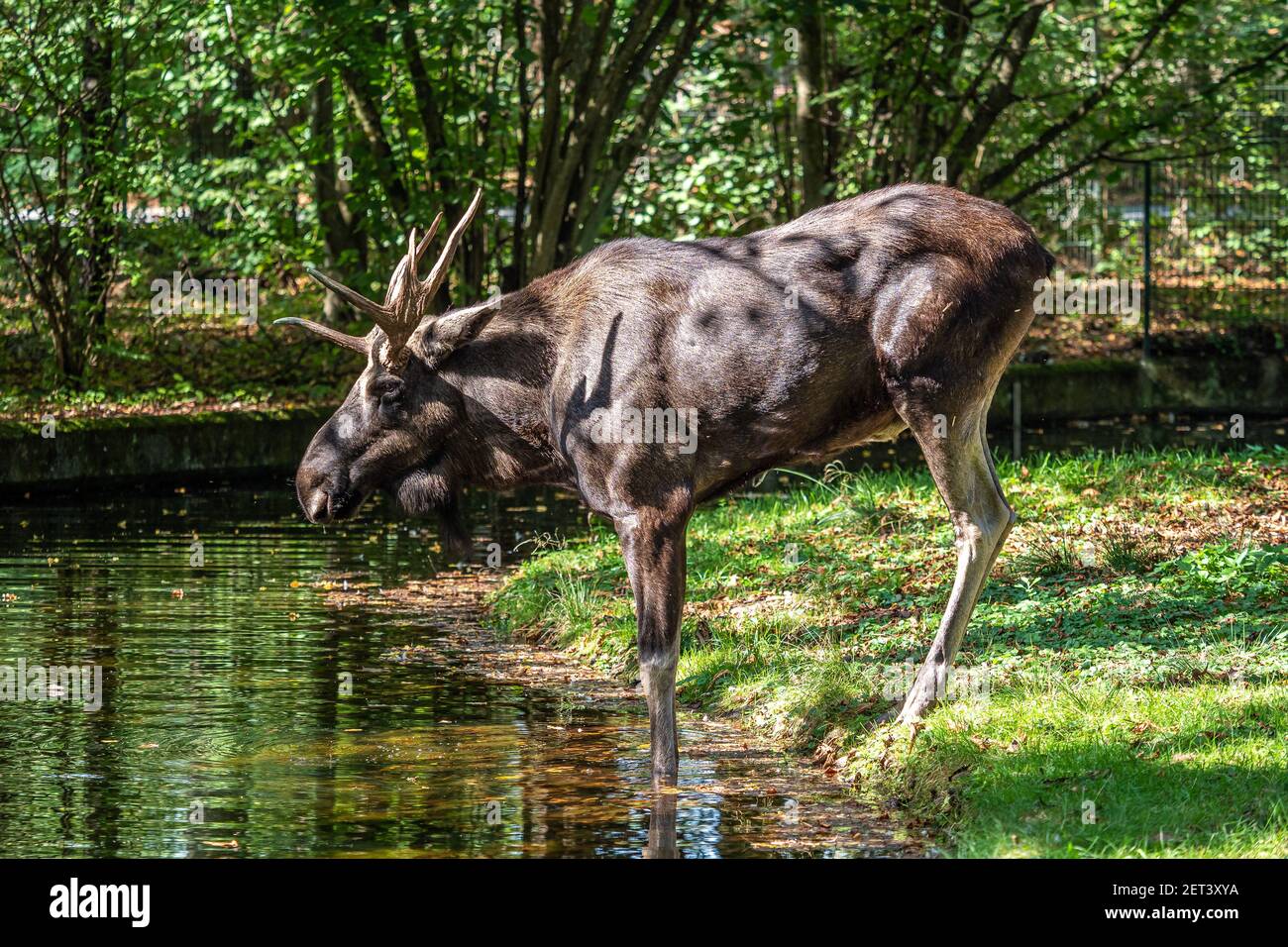 European Moose, Alces alces, also known as the elk. Wild life animal ...