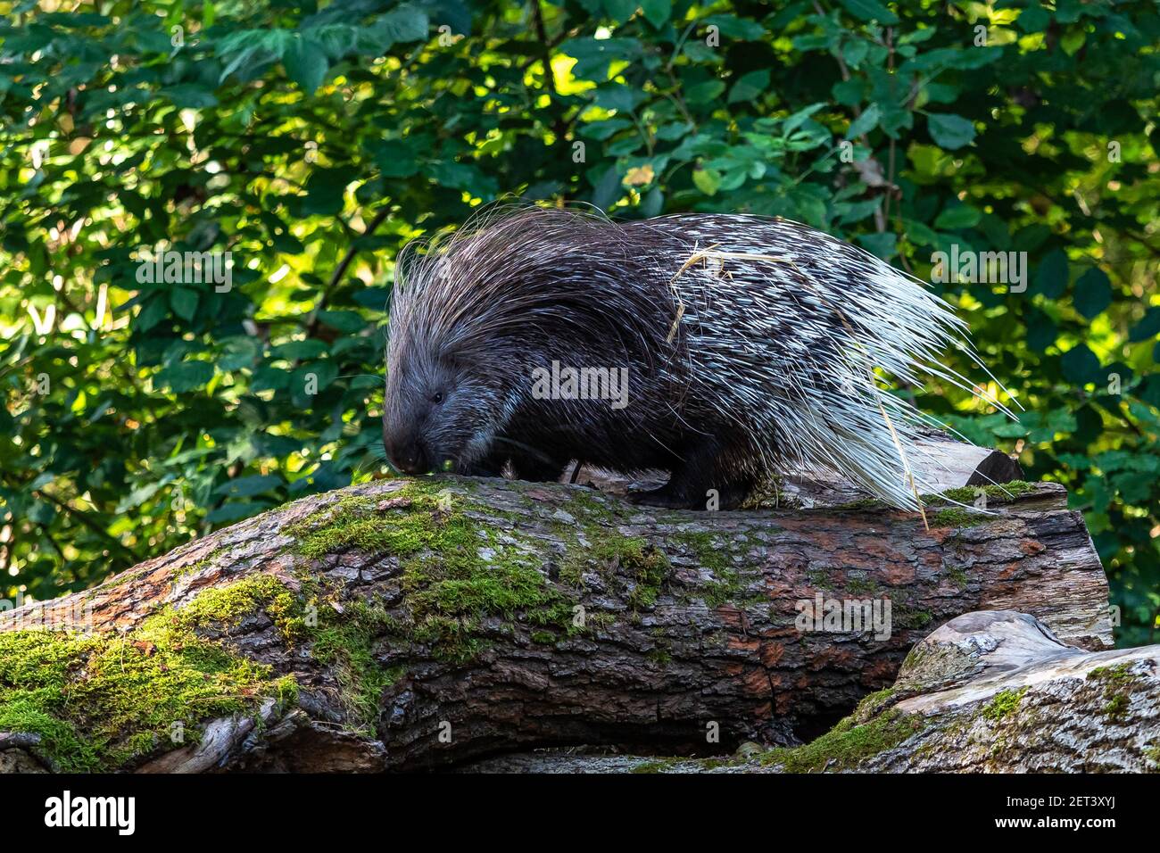 The Indian crested Porcupine, Hystrix indica or Indian porcupine, is a ...