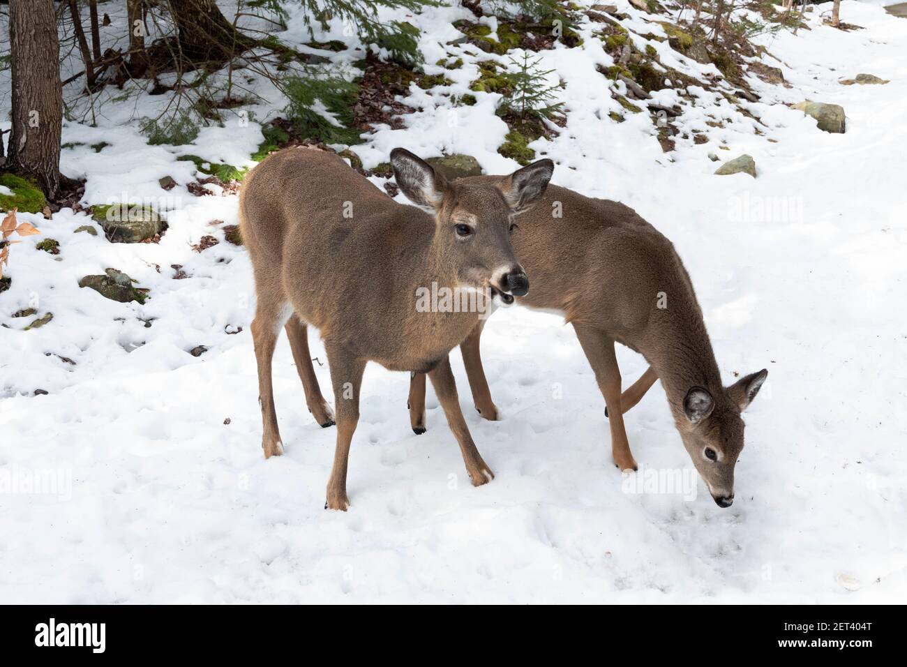 Canada deer hi-res stock photography and images - Alamy