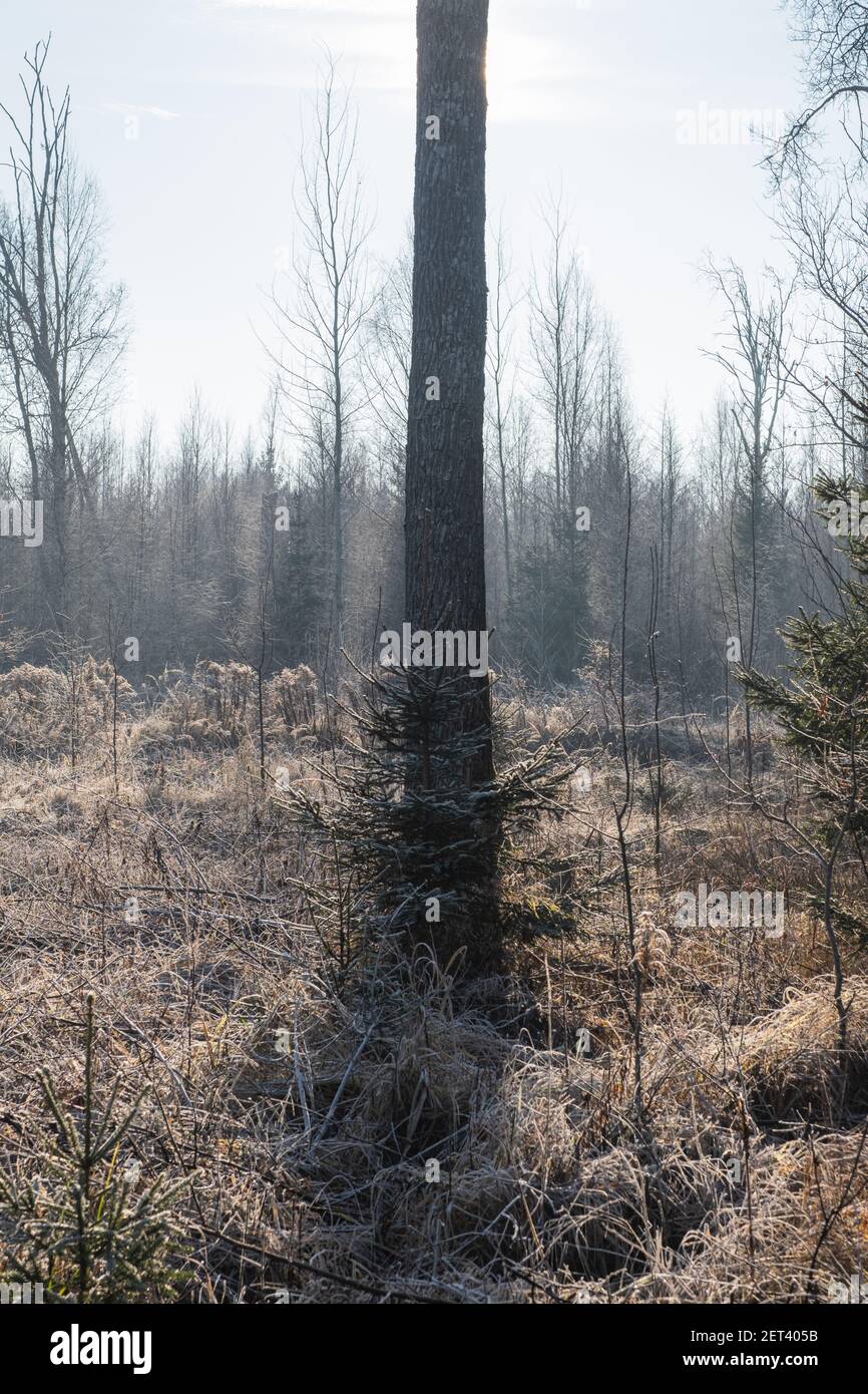 Backlit tree from sun in meadow with forest in background. Winter time ...