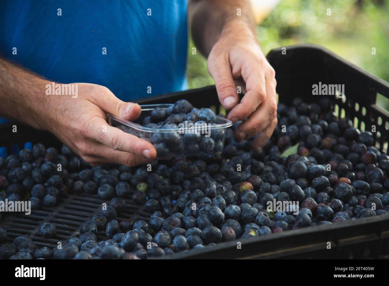 Farmer working and picking blueberries on a organic farm - modern ...