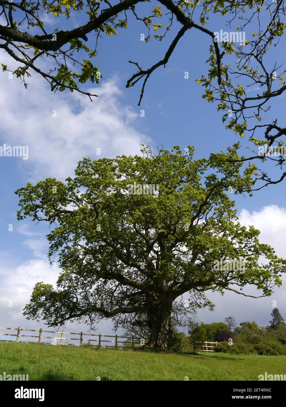 Large oak tree in hi-res stock photography and images - Alamy