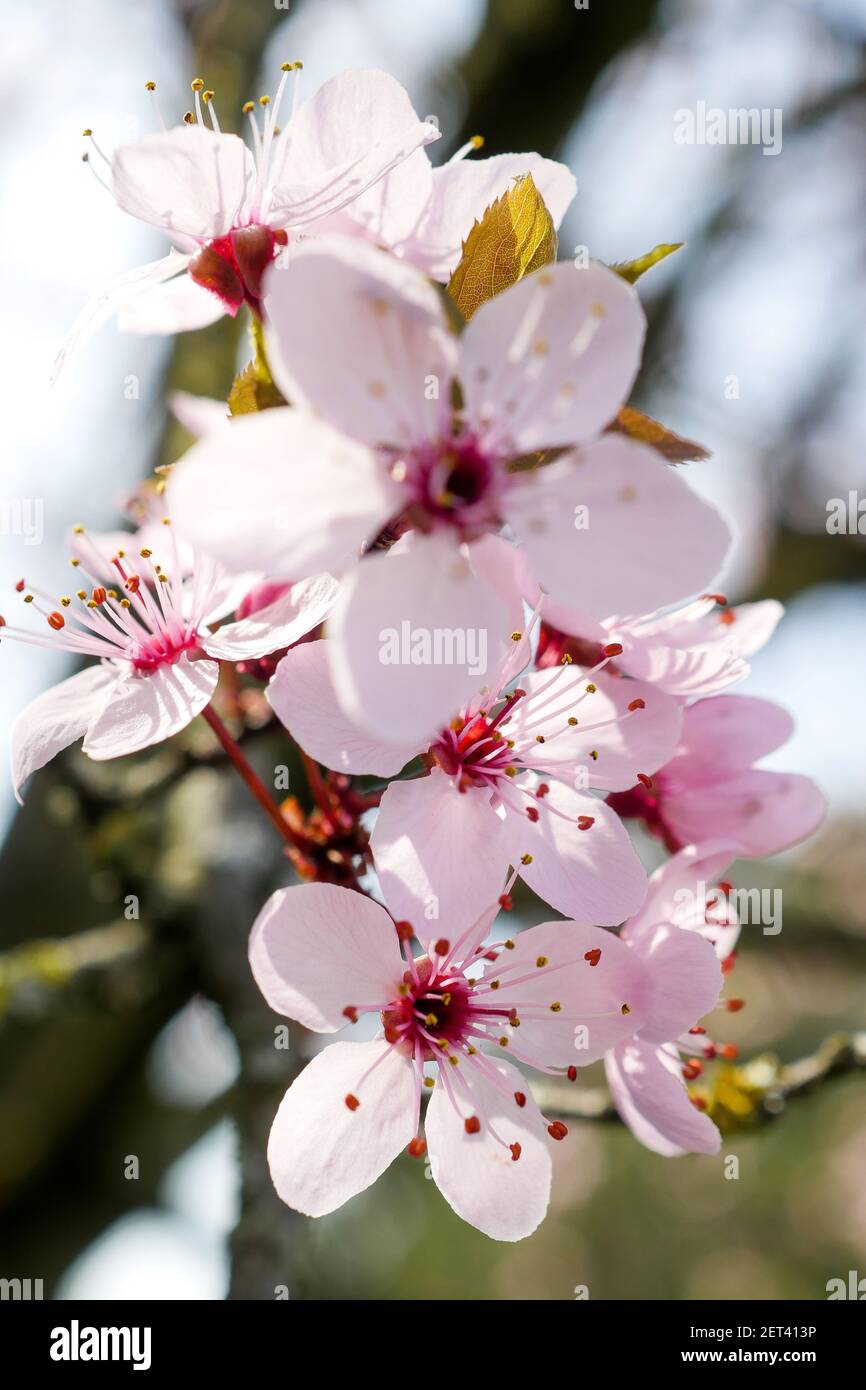 Early flowering of a Japanese cherry tree, Lyon, France Stock Photo - Alamy