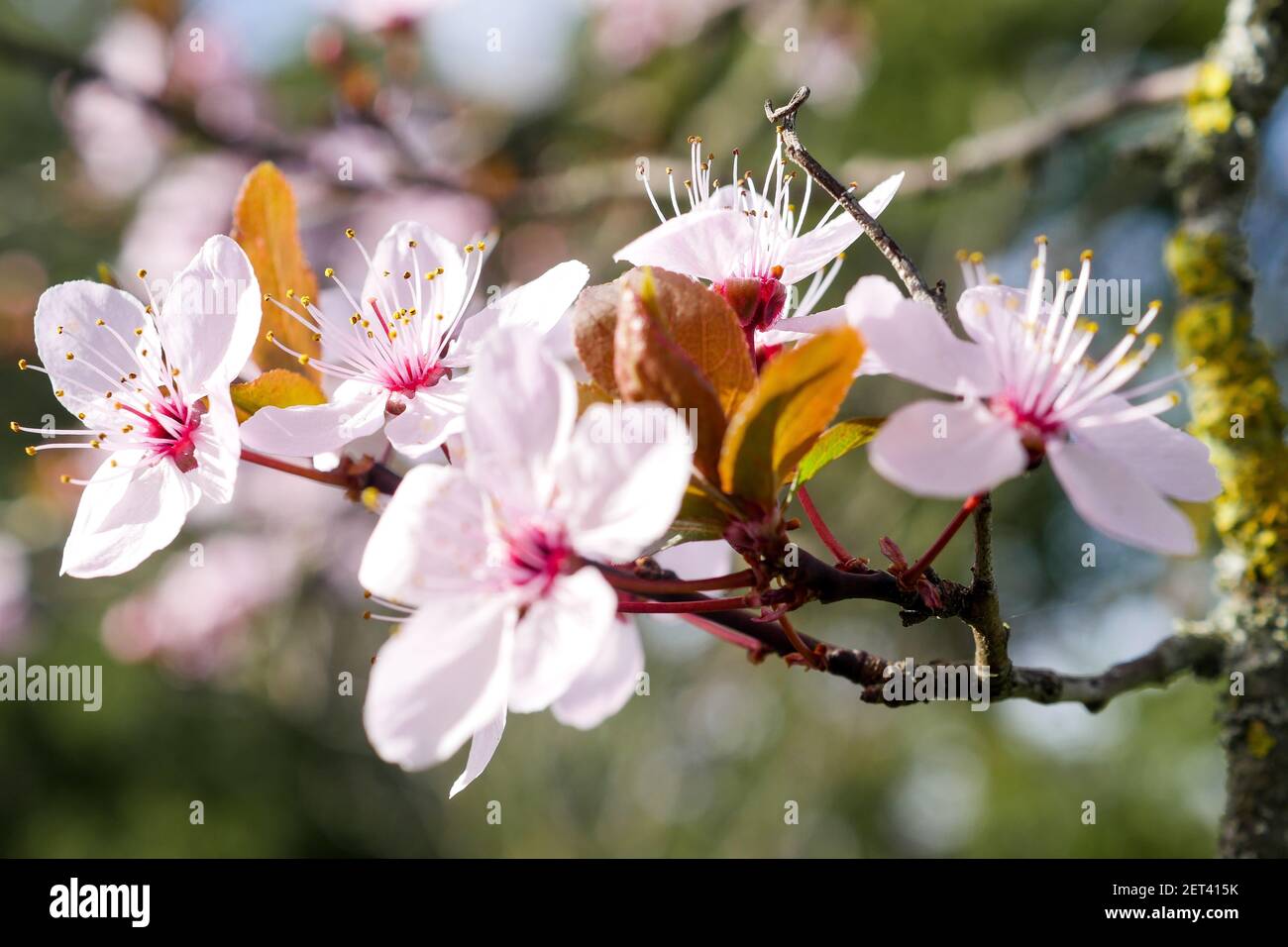Early flowering of a Japanese cherry tree, Lyon, France Stock Photo - Alamy