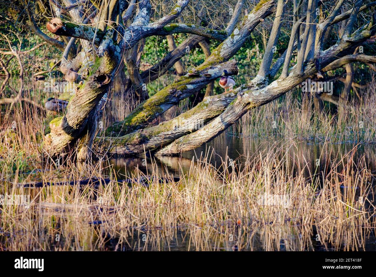 Flooded woodland on Chislehurst common, Kent, UK Stock Photo - Alamy