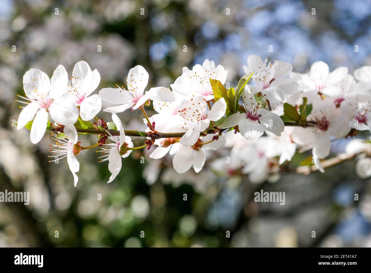 Early flowering of a Japanese cherry tree, Lyon, France Stock Photo - Alamy