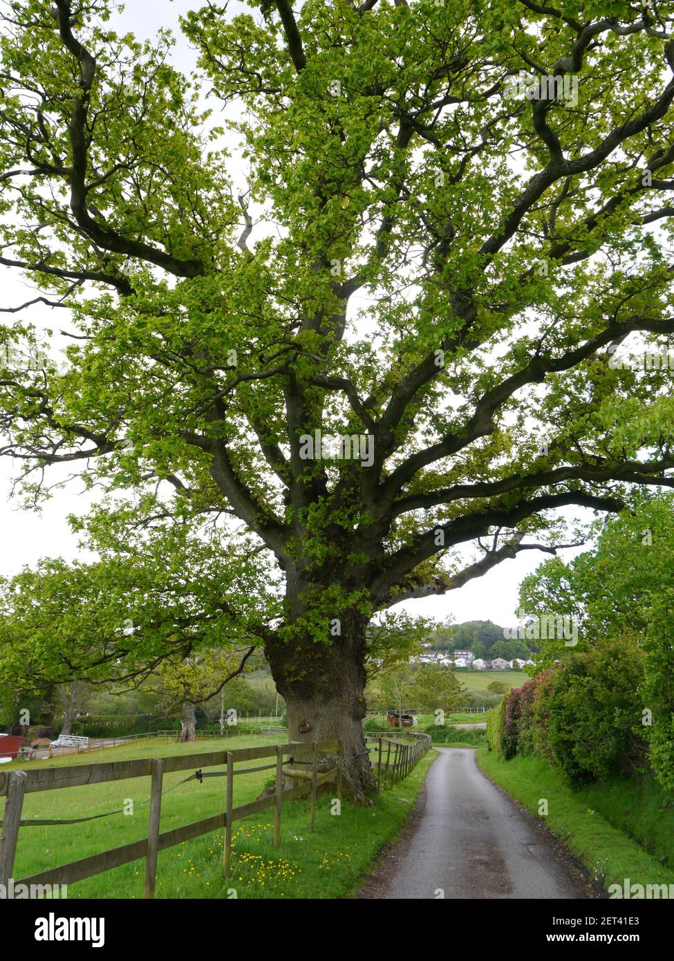 Next to an old tree hi-res stock photography and images - Alamy