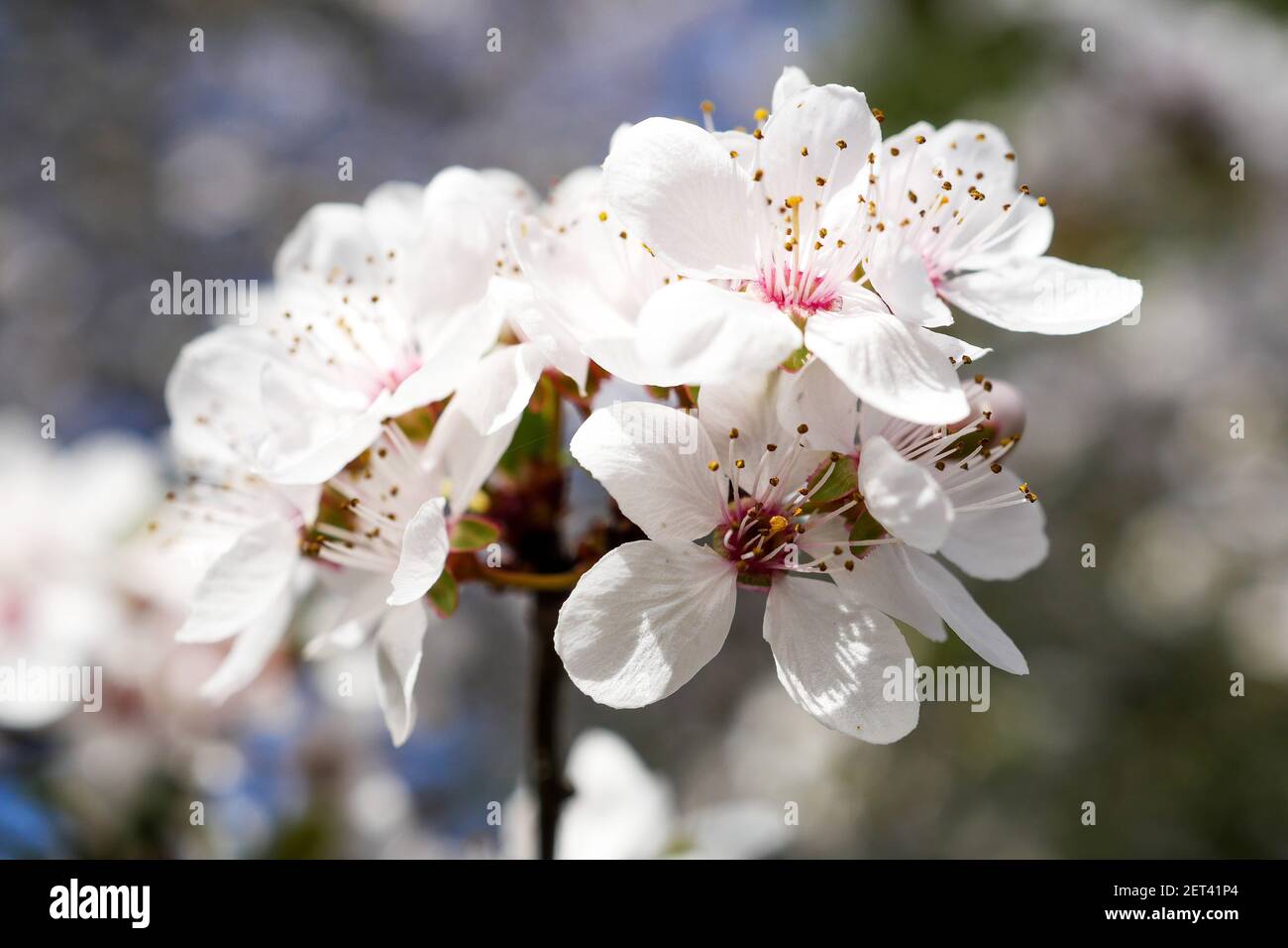 Early flowering of a Japanese cherry tree, Lyon, France Stock Photo - Alamy