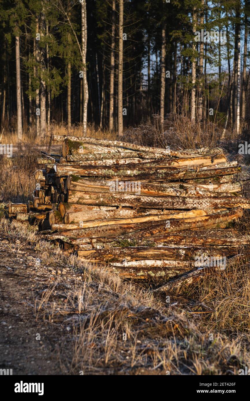 Sawn trees next to road. What happens when tree is sawn down Stock ...