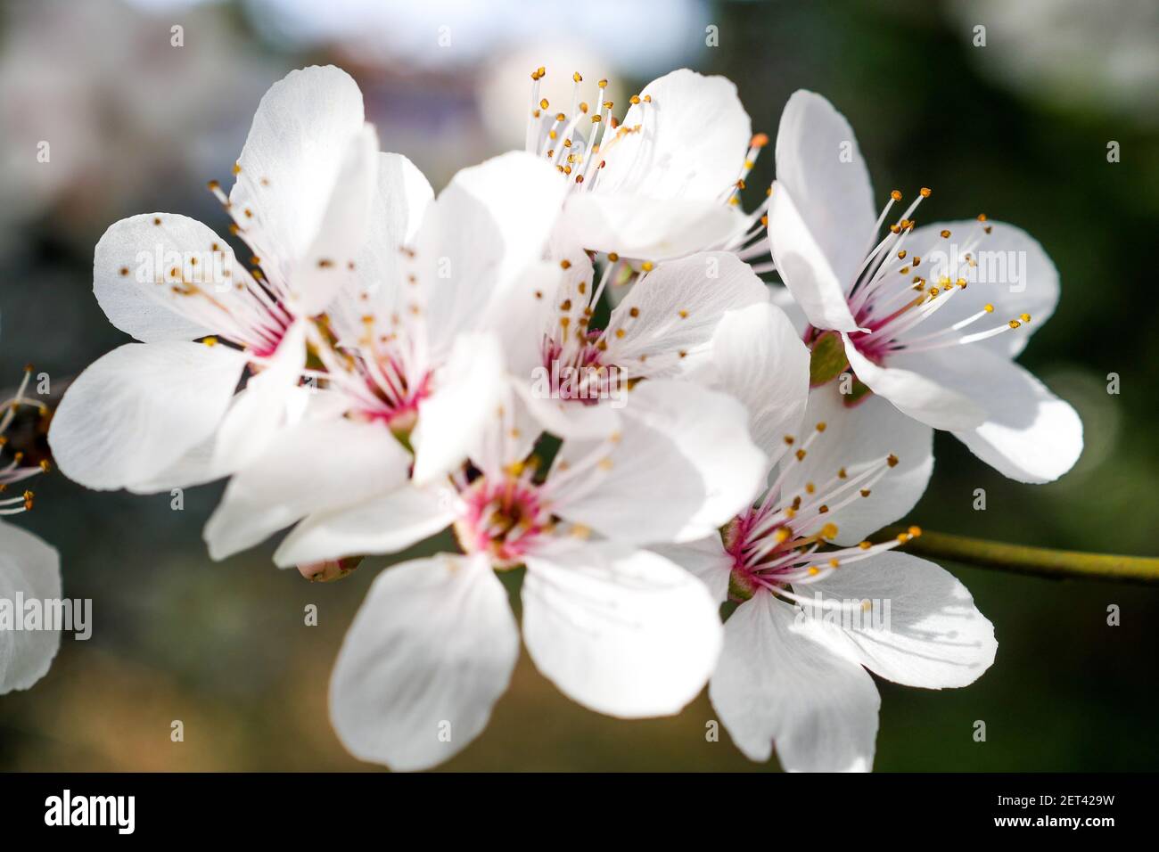 Early flowering of a Japanese cherry tree, Lyon, France Stock Photo - Alamy