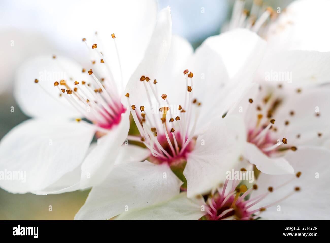 Early flowering of a Japanese cherry tree, Lyon, France Stock Photo - Alamy