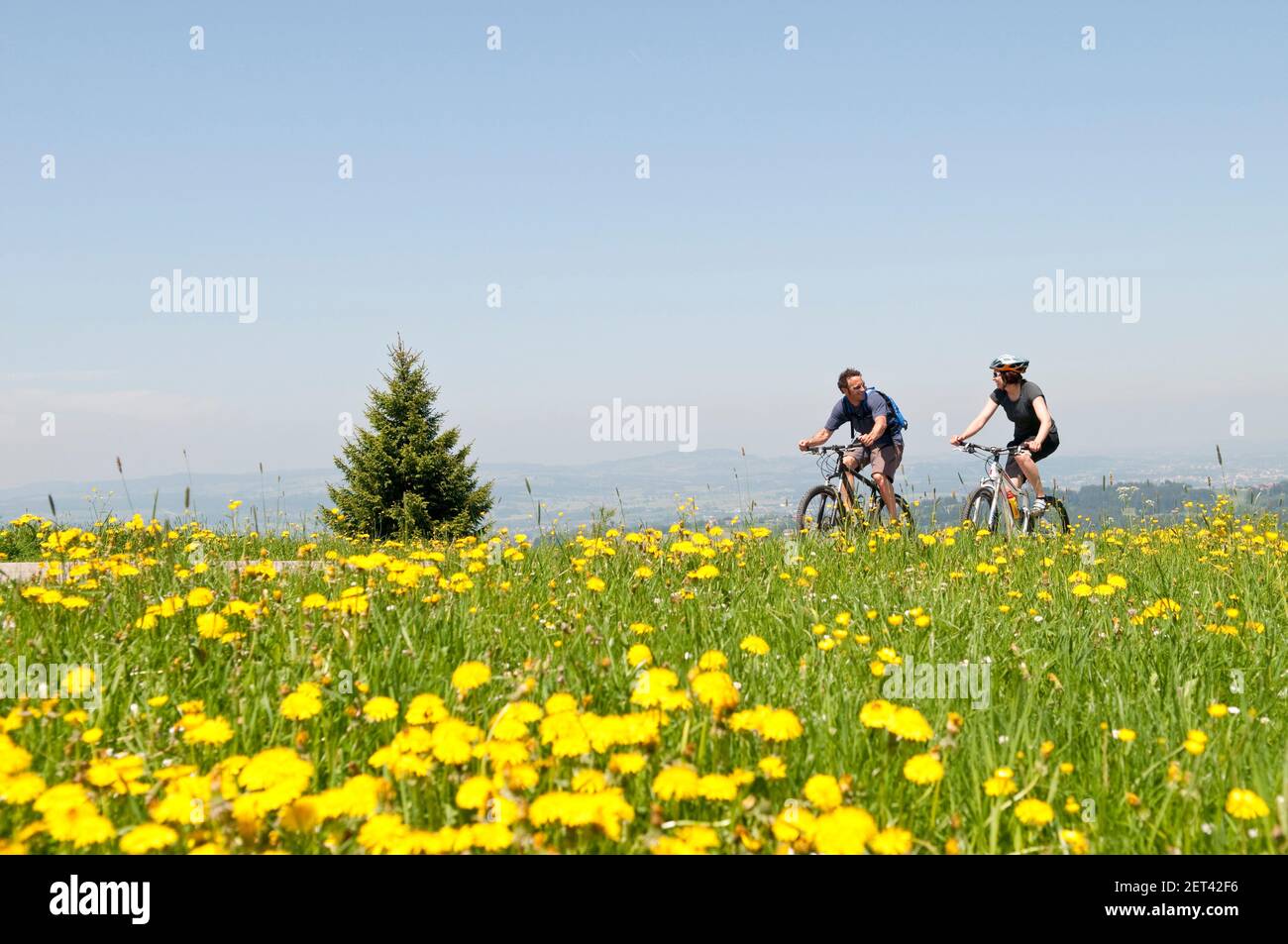 Couple cycling in beautiful springtime nature, dandelion meadows around ...