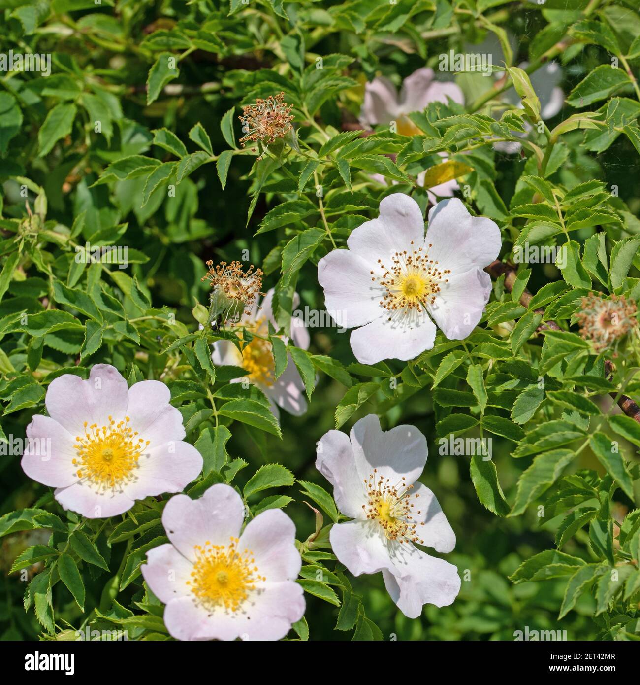 Rose hips rosa canina hi-res stock photography and images - Alamy