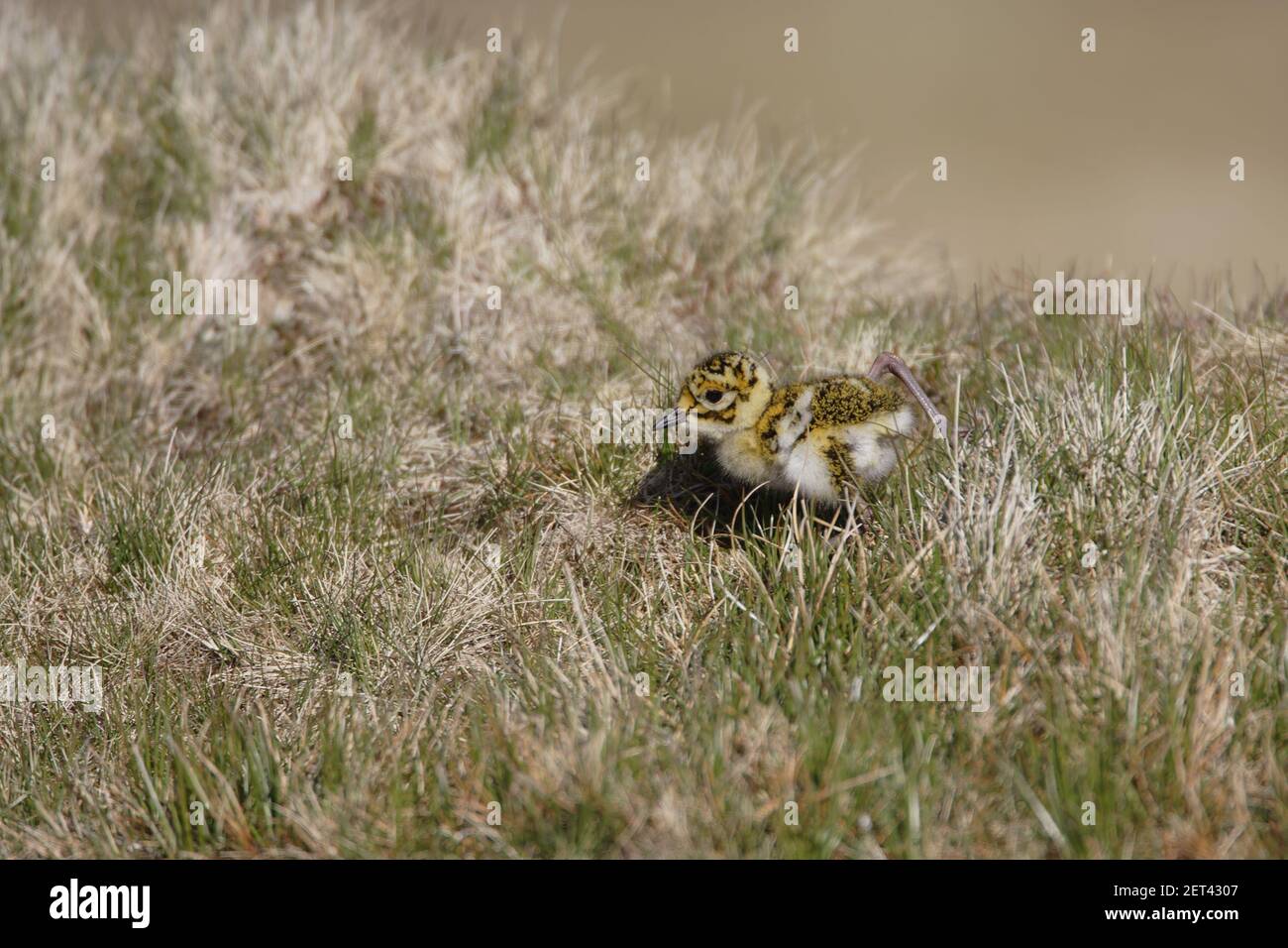 Baby golden plover hi-res stock photography and images - Alamy