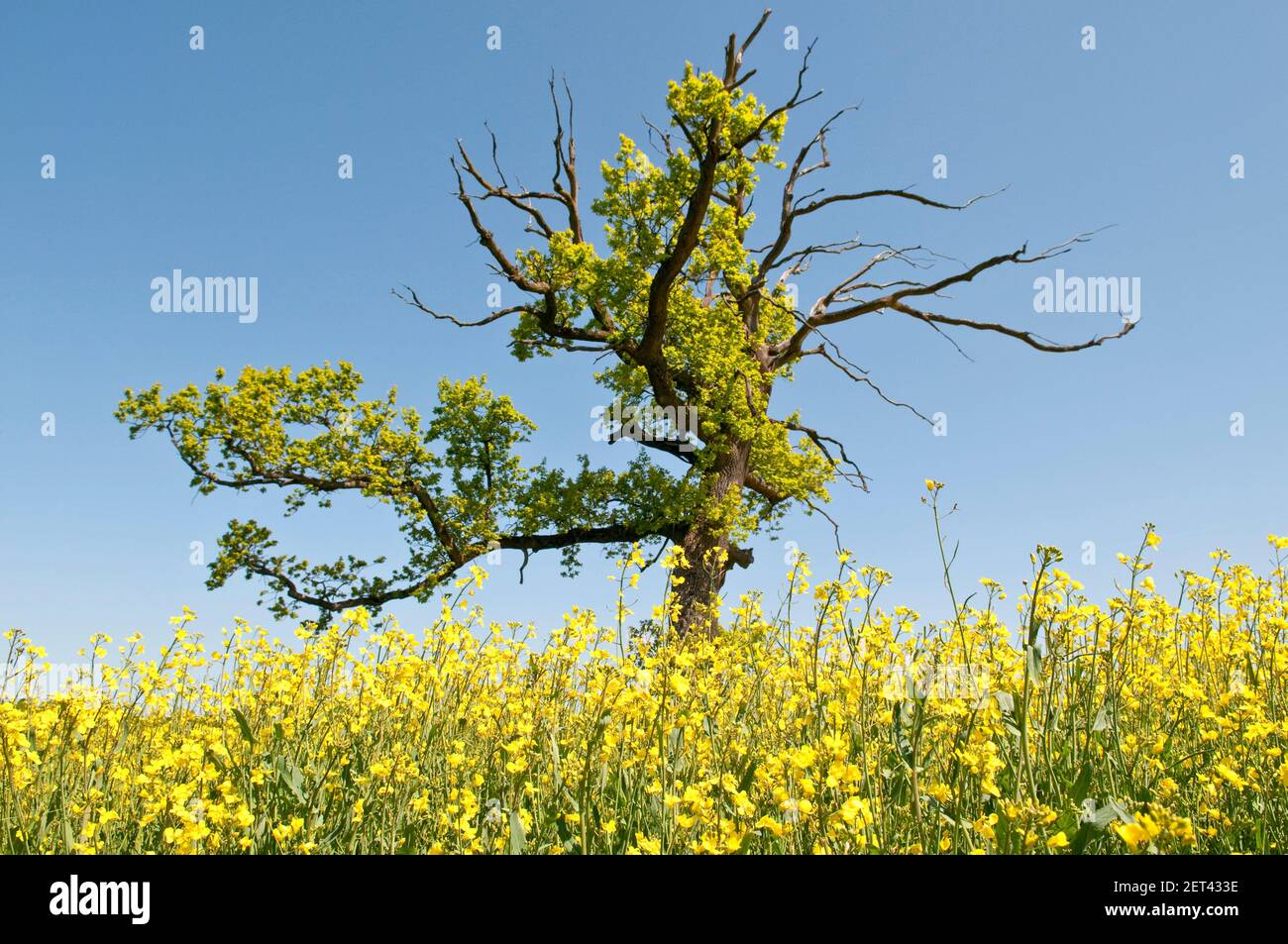 Springtime in countryside with yellow rape field Stock Photo - Alamy