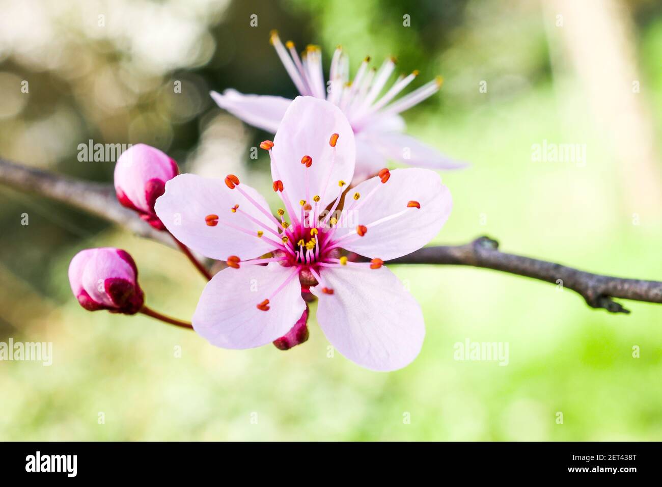 Early flowering of a Japanese cherry tree, Lyon, France Stock Photo - Alamy