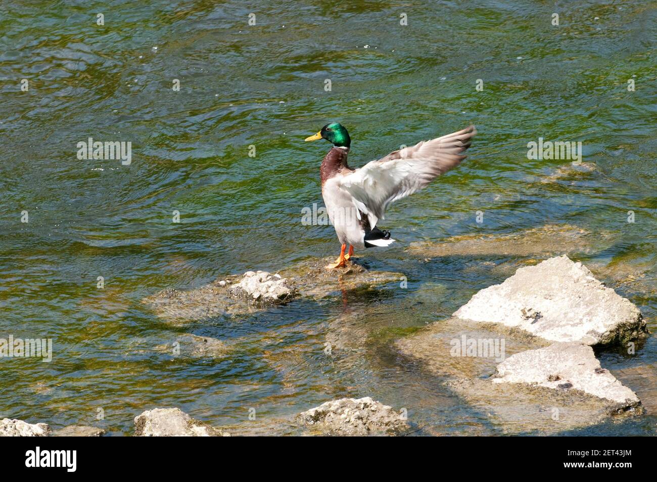 duck landing on a stone Stock Photo - Alamy