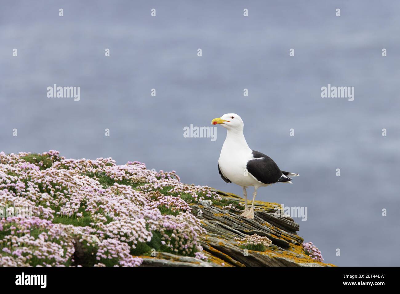 Great Black-Backed Gull - On thrift covered nest siteLarus marinus Noss ...