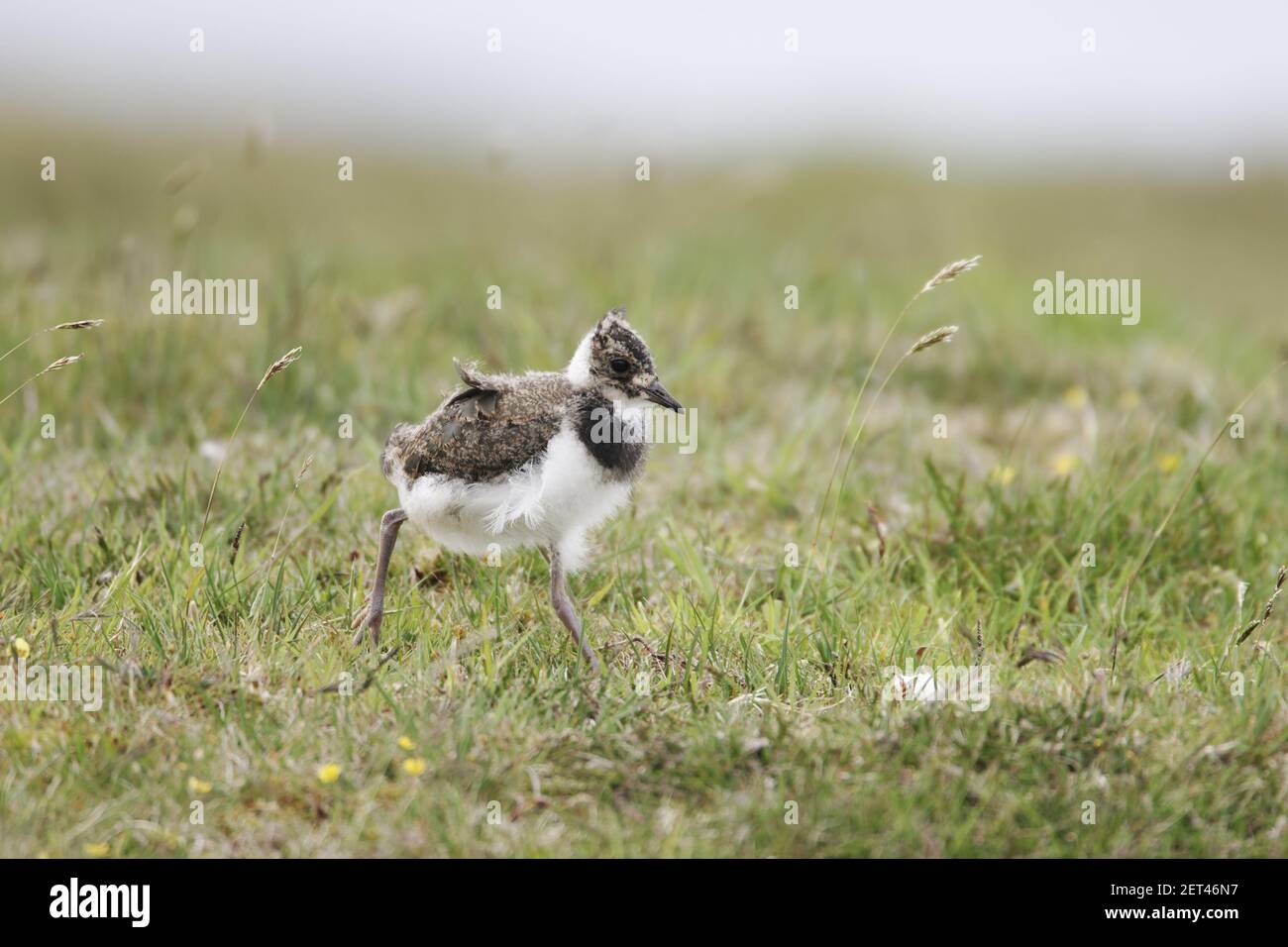 Baby lapwing hi-res stock photography and images - Alamy