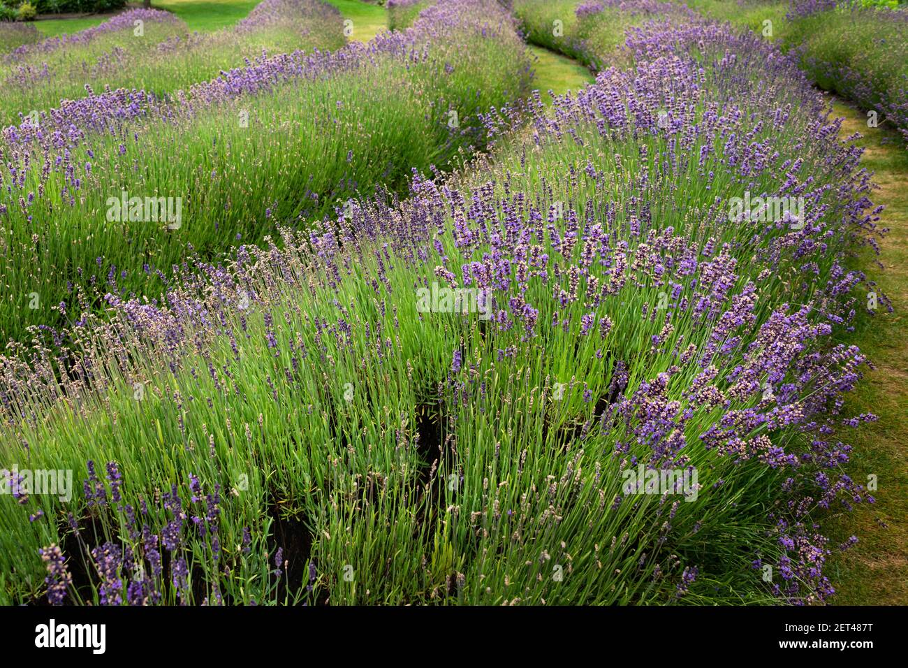 Purple and lavender flowers hi-res stock photography and images - Alamy