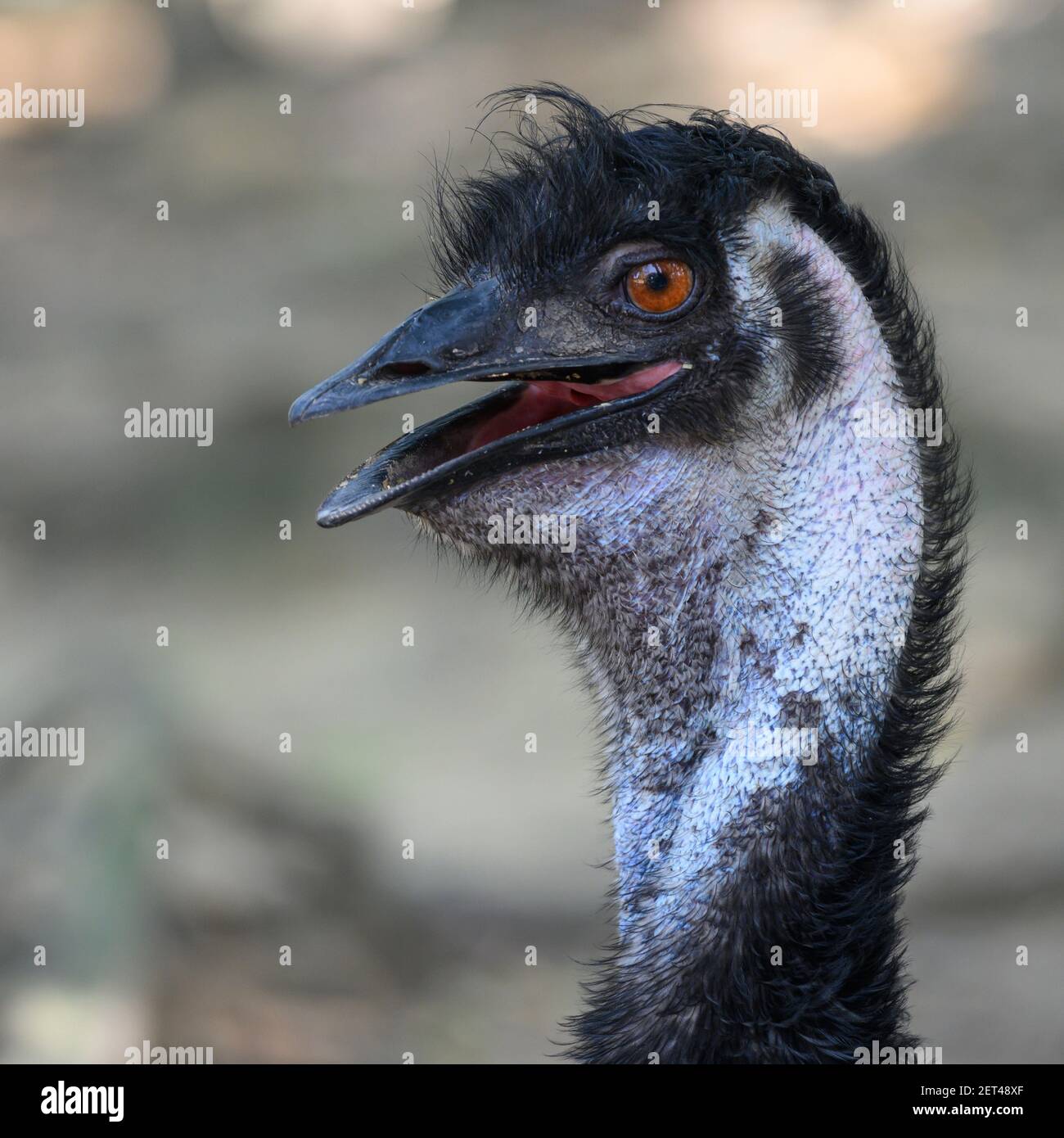 Close-up head profile of an EMU, Port Douglas, Far North Queensland ...