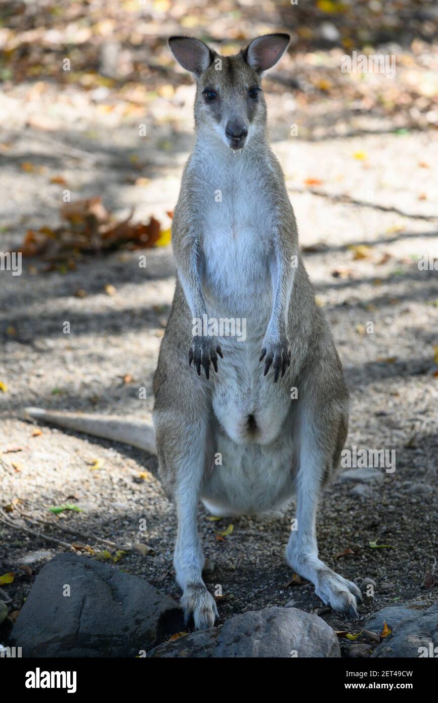 Close-up of Wallaby, Port Douglas, Far North Queensland, Queensland ...