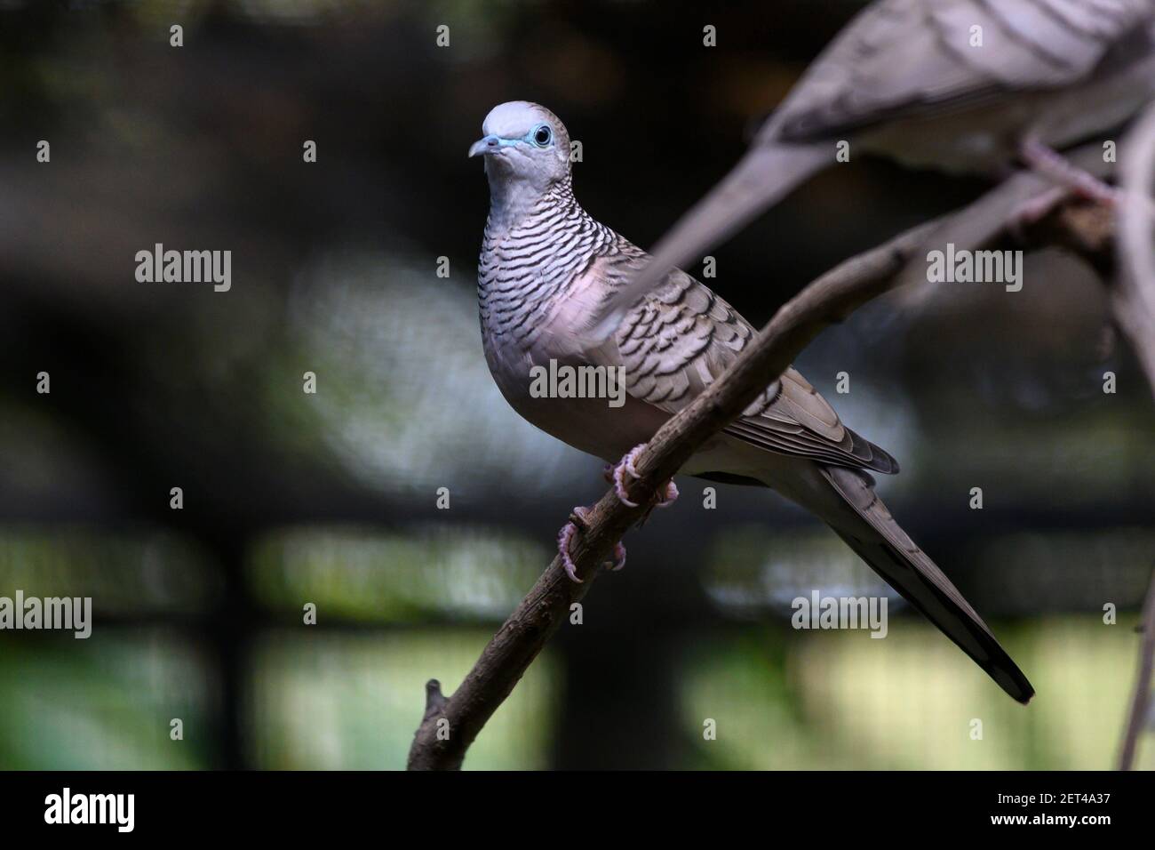 Close-up of a Pigeon, Port Douglas, Far North Queensland, Queensland ...