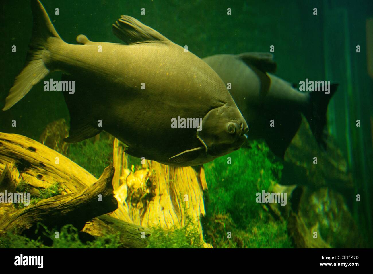 Pacu fish in aquarium in a Zoo Stock Photo - Alamy