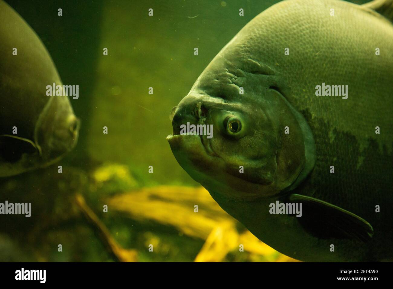 A pacu fish hi-res stock photography and images - Alamy