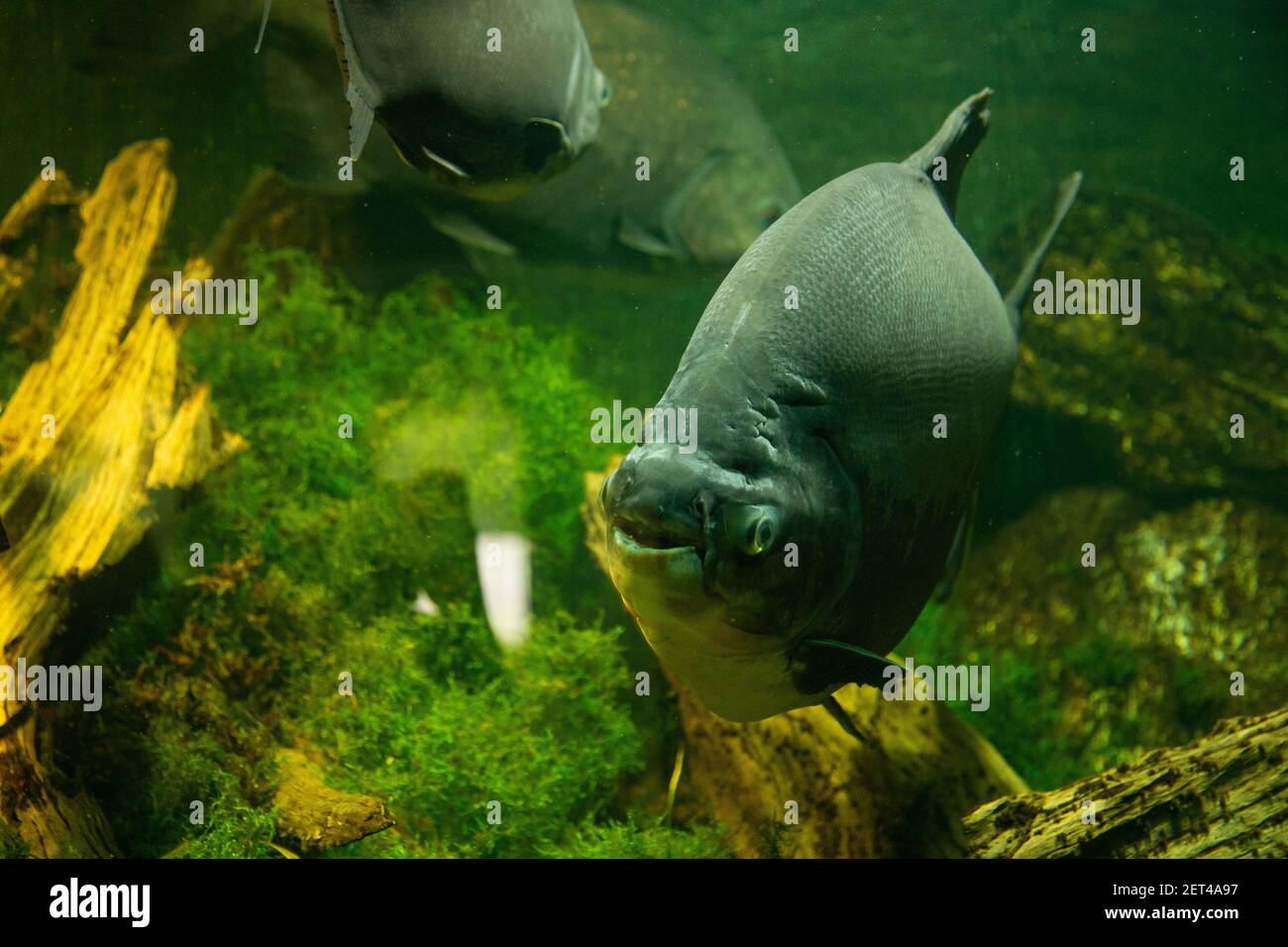 Pacu fish in aquarium in a Zoo Stock Photo - Alamy