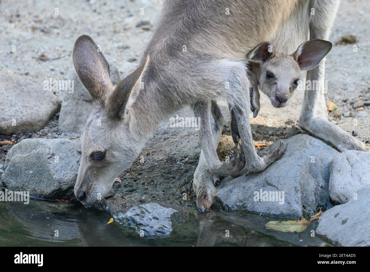 Close-up of a Wallaby with its young, Port Douglas, Far North ...