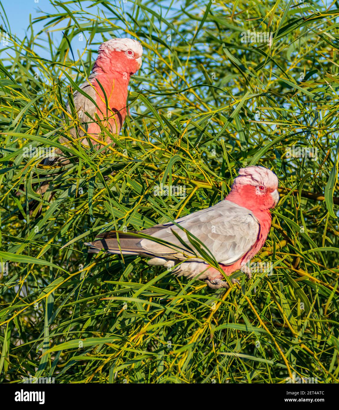 Two galah birds in a tree, Australia Stock Photo - Alamy