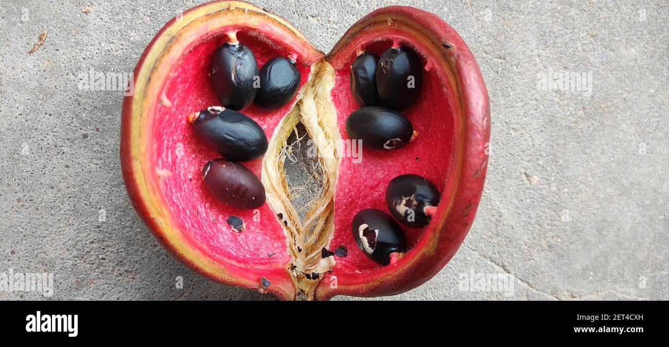 Flame bottletree hi-res stock photography and images - Alamy