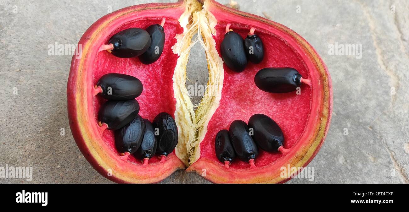 A top view of the fruit of a flame bottletree on a gray grunge ...